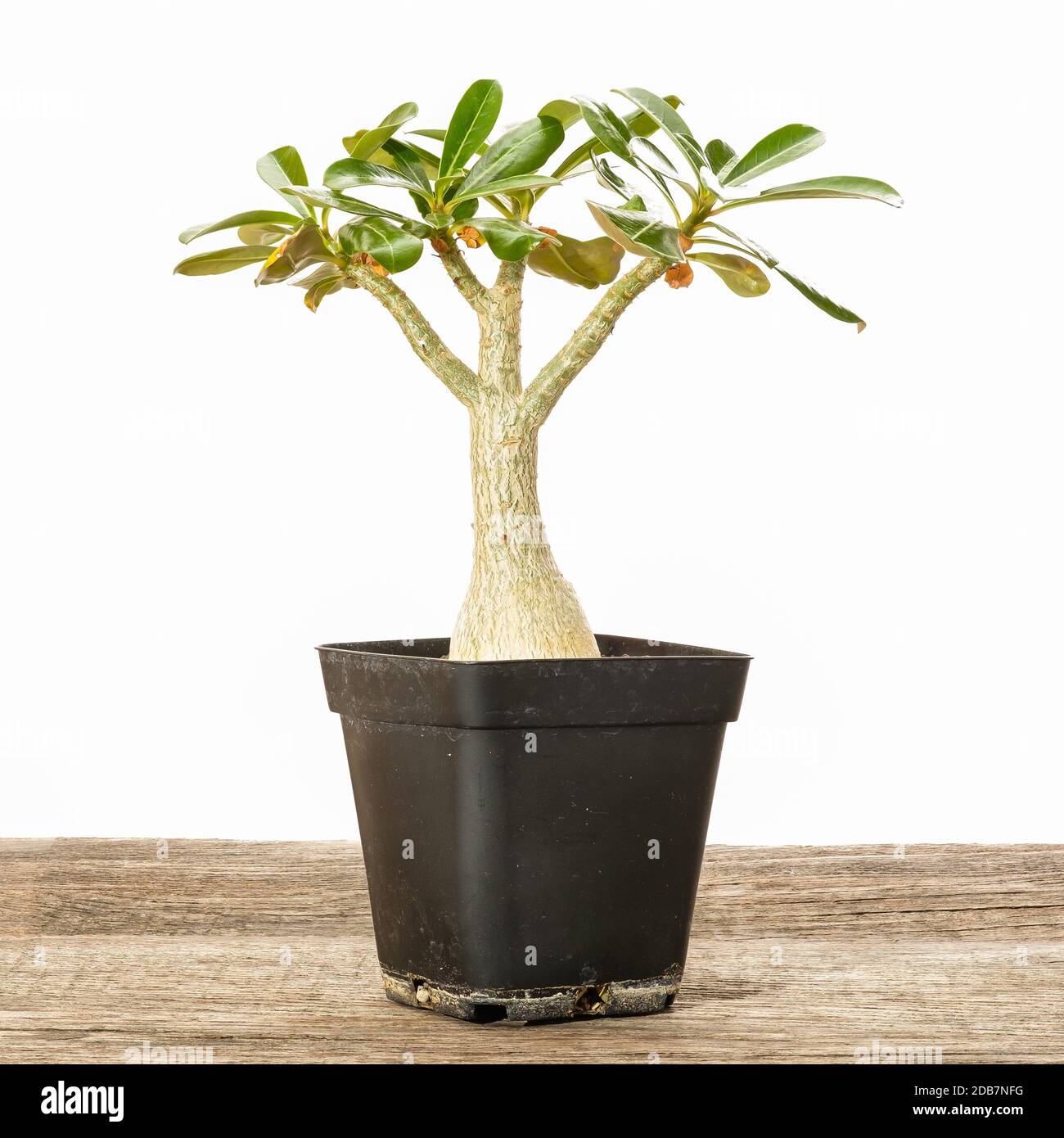 Desert rose (Adenium) with leaves in a pot on wood Stock Photo - Alamy