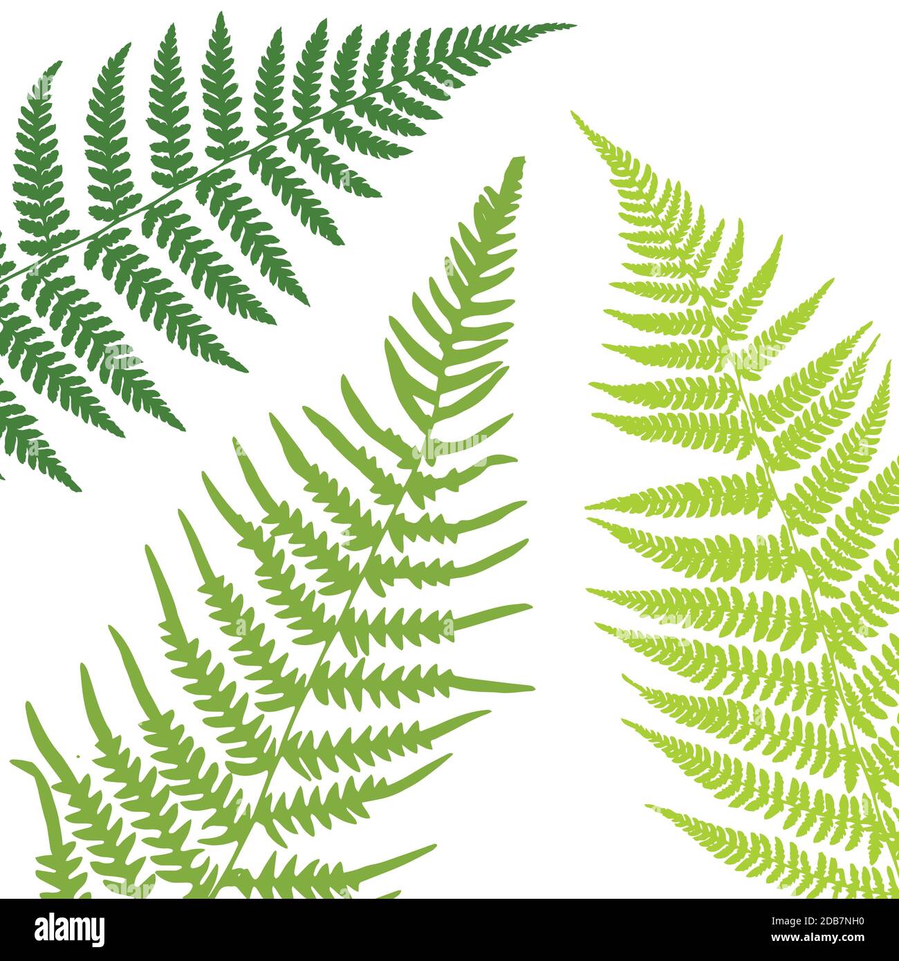 Fern leaf background. Tropical botanical card. Vector illustration ...