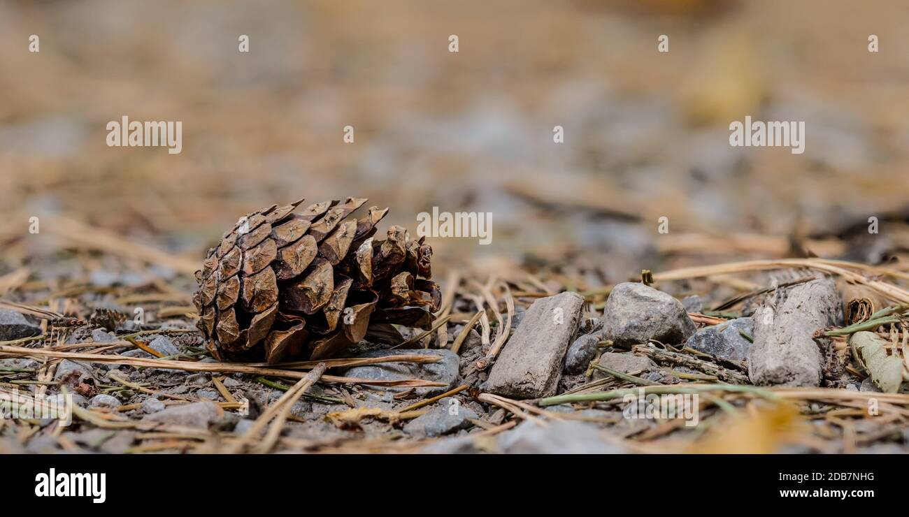 Fir cone on forest soil close-up focus stacking Stock Photo - Alamy