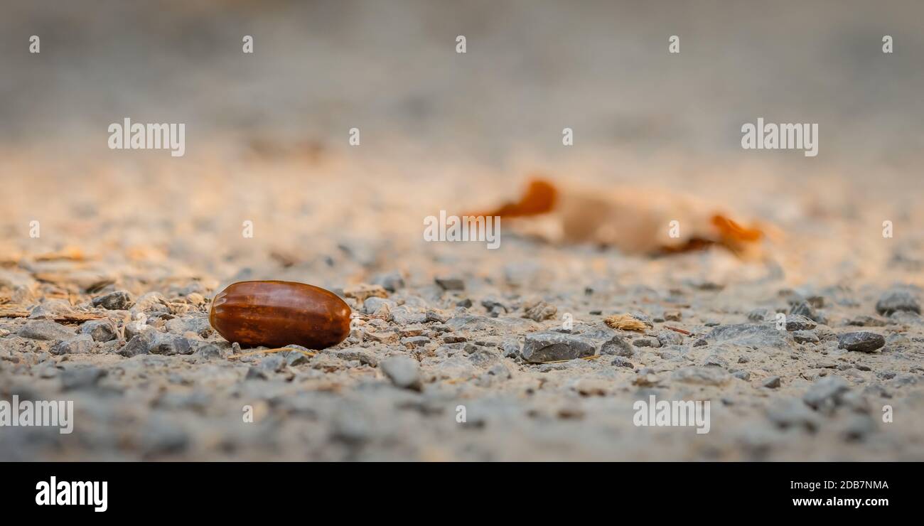 Acorn on a path and forest soil close-up Stock Photo - Alamy
