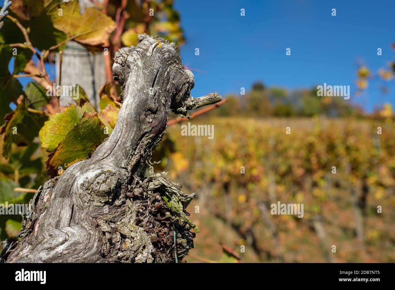 Old grapevine hi-res stock photography and images - Alamy