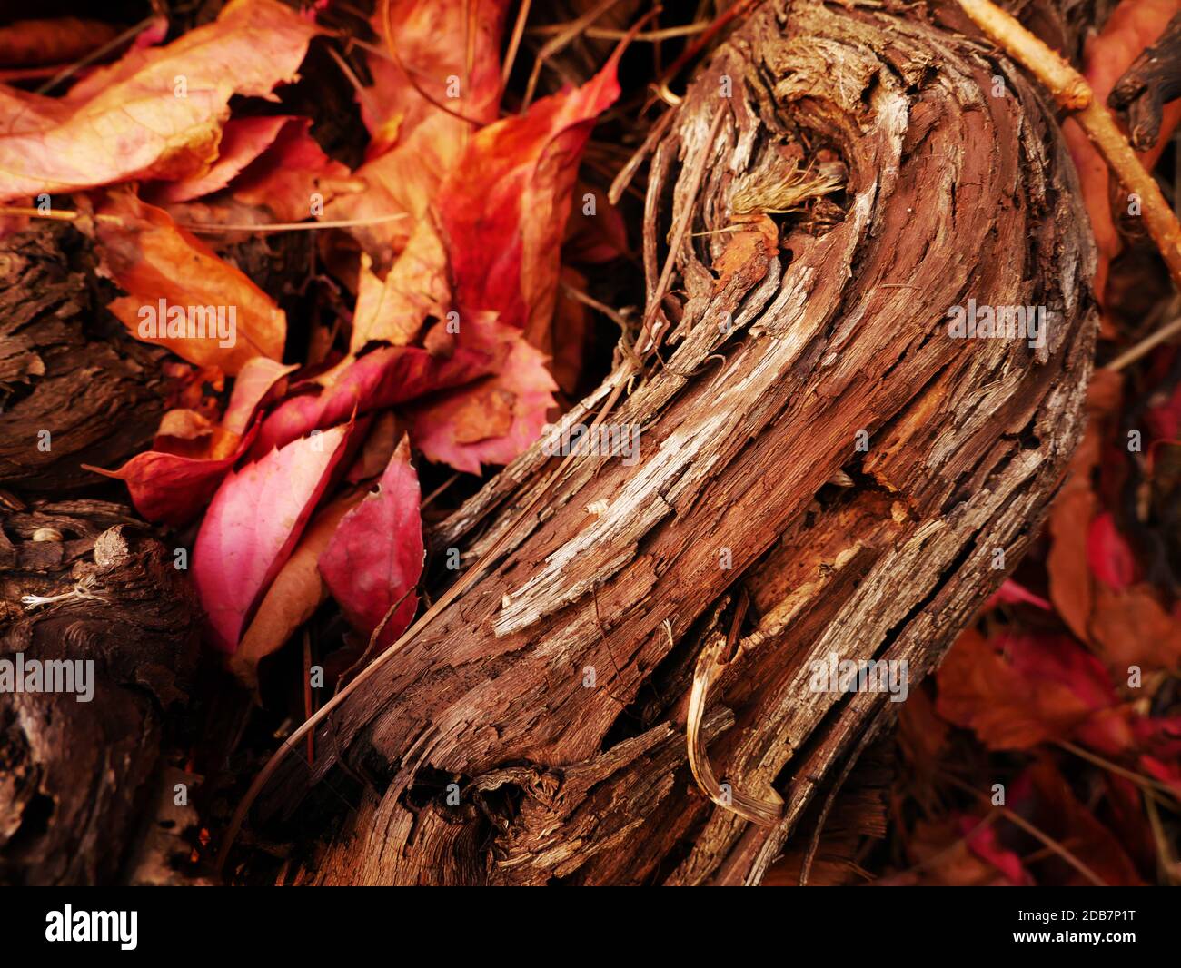 Tree trunk with leaves hi-res stock photography and images - Alamy