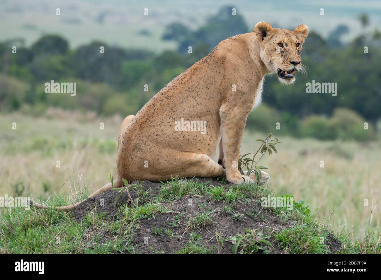 Fat lion hi-res stock photography and images - Alamy