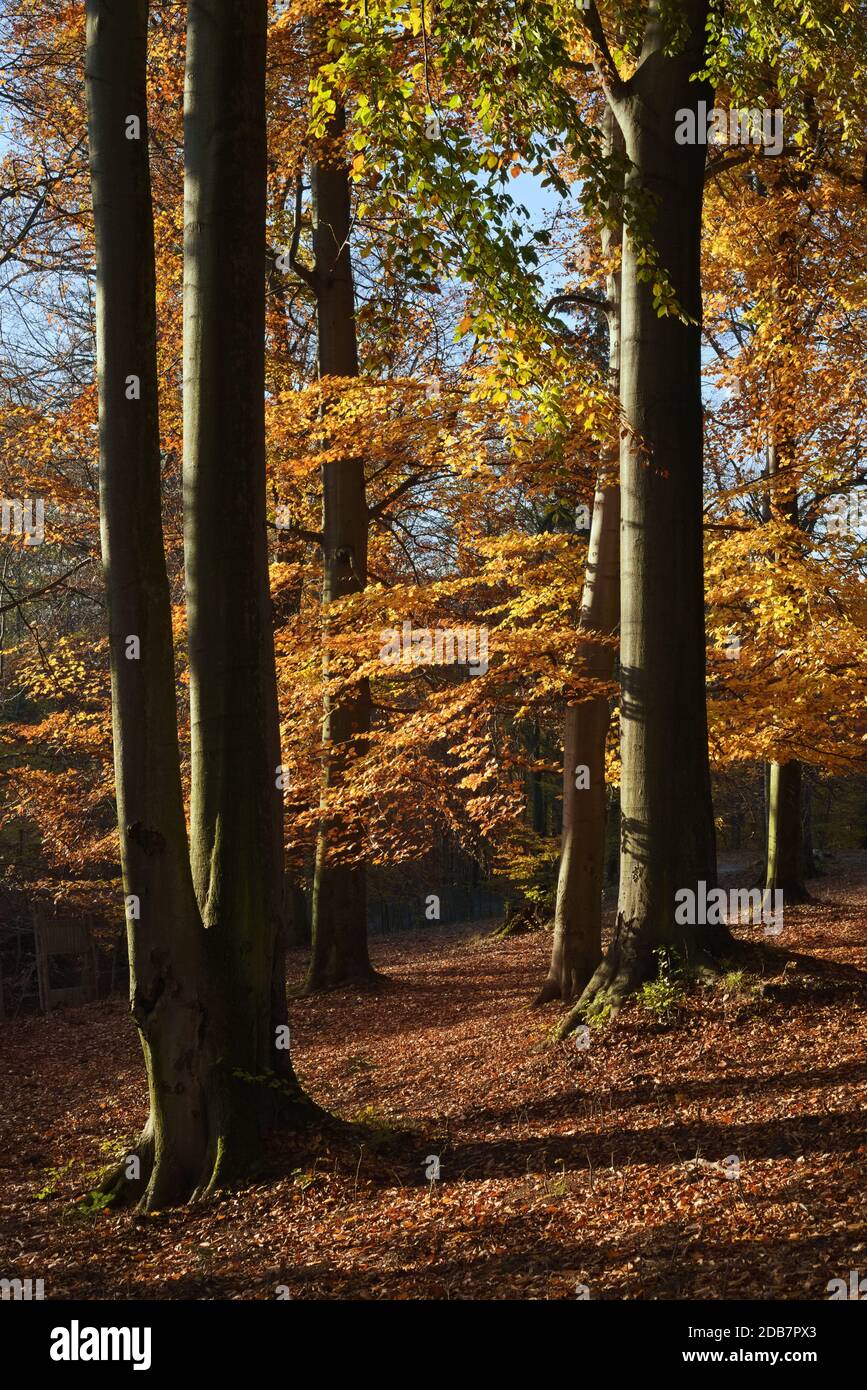 Autumn landscape. Warm autumn day in a bright color park. Golden ...