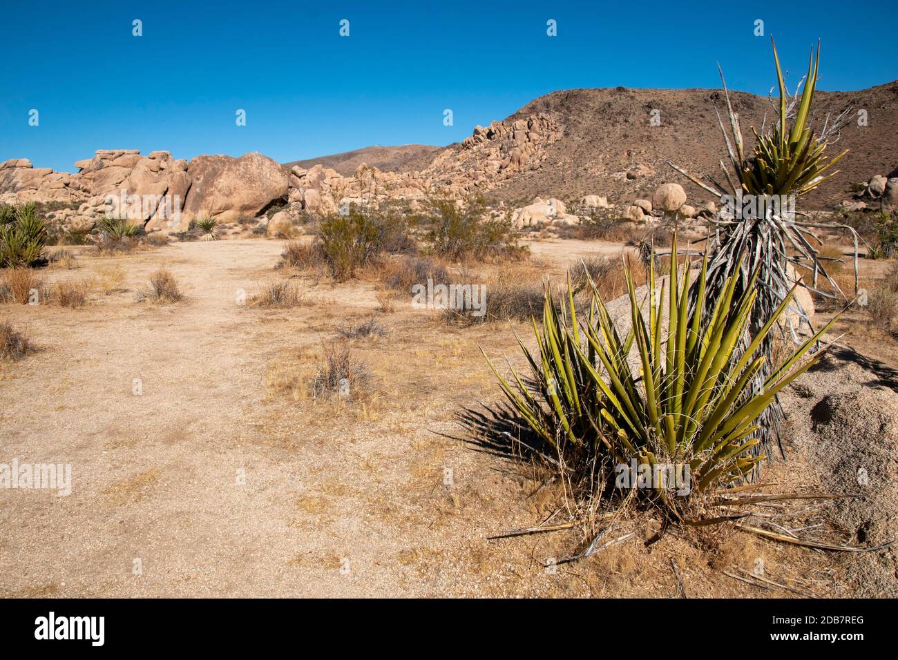 Southern California's Joshua Tree National Park is home to stunning ...