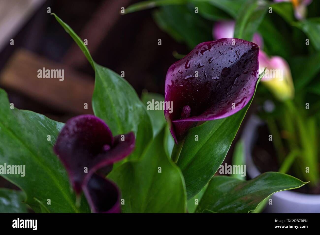 Pink calla lily flowers and green leaves. floral background, Dark lilac ...
