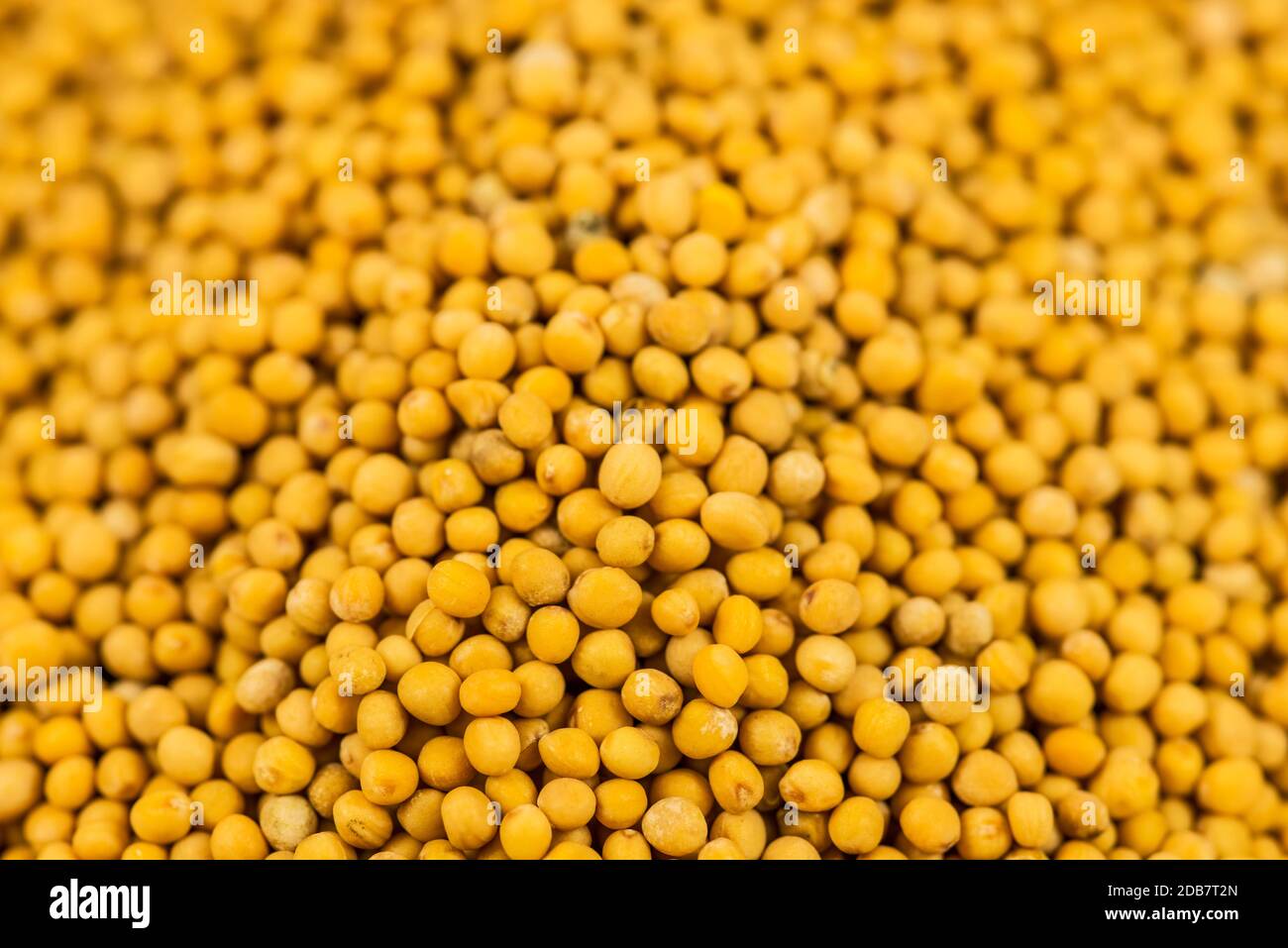 mustard seeds in a macro Stock Photo - Alamy
