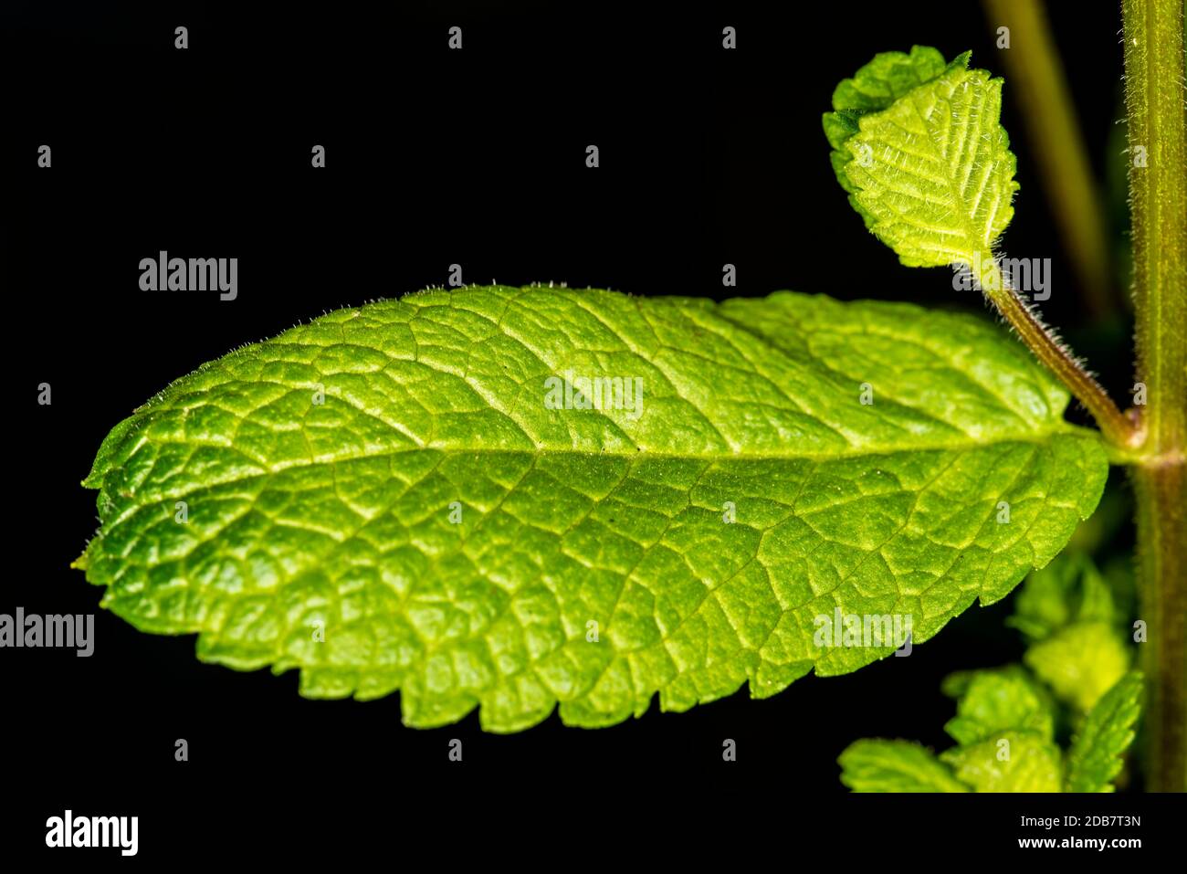 Hemingway peppermint mentha nemorosa hi-res stock photography and ...