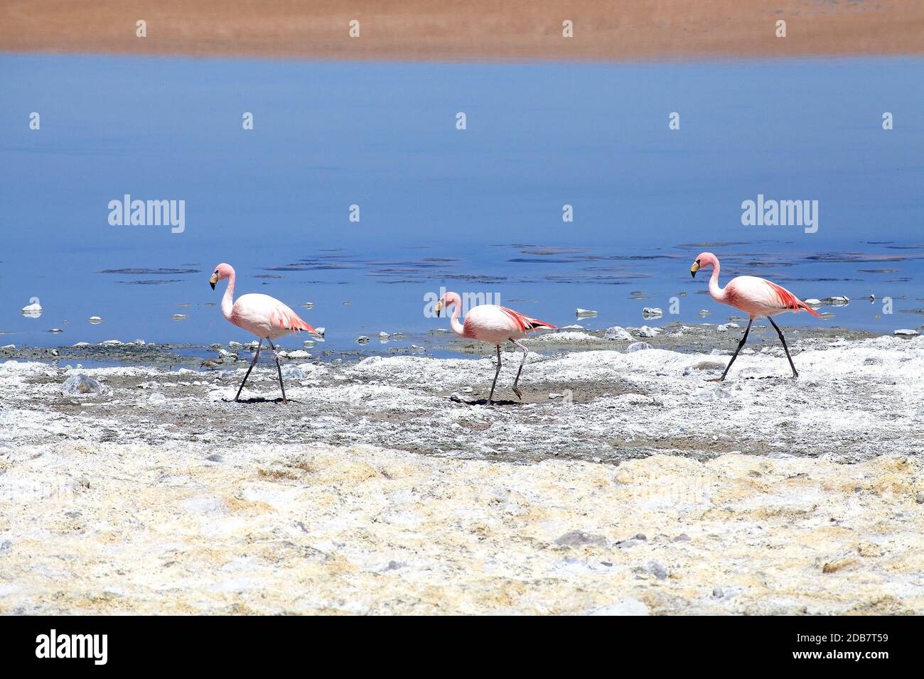 Flamingos at the Santa Maria Lagoon at the Puna de Atacama with volcano ...