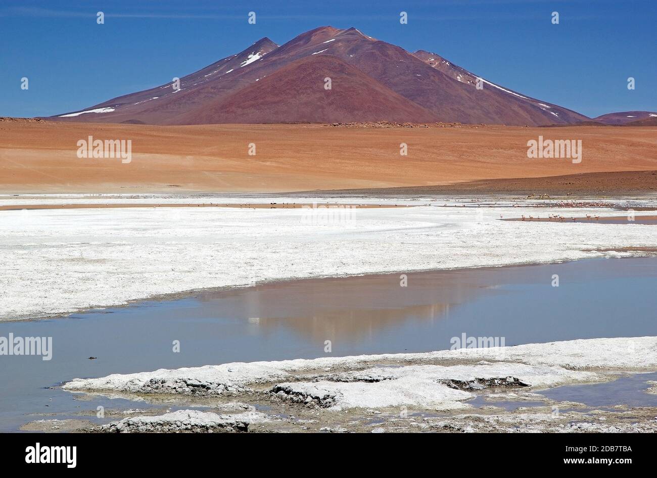 Santa Maria Lagoon with volcano Incahuasi at the Puna de Atacama with ...