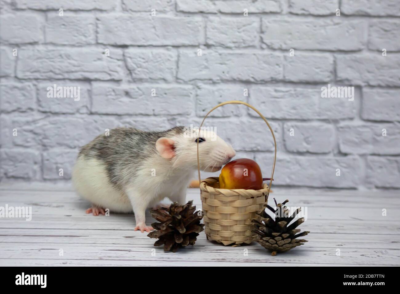 A cute decorative black and white rat sits next to a wicker wooden ...