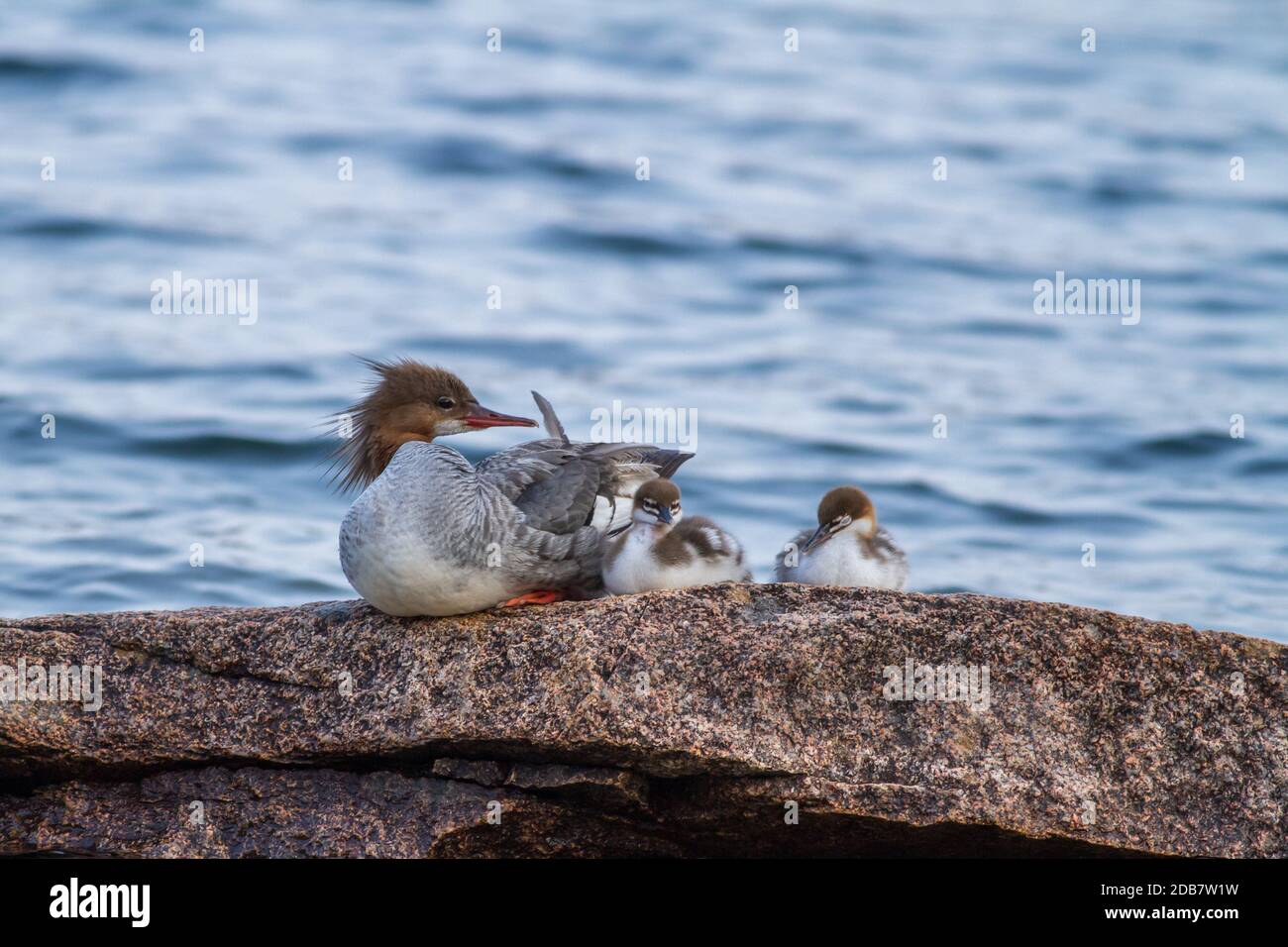 Common merganser hen and ducklings sunning on an outcropping of granite ...