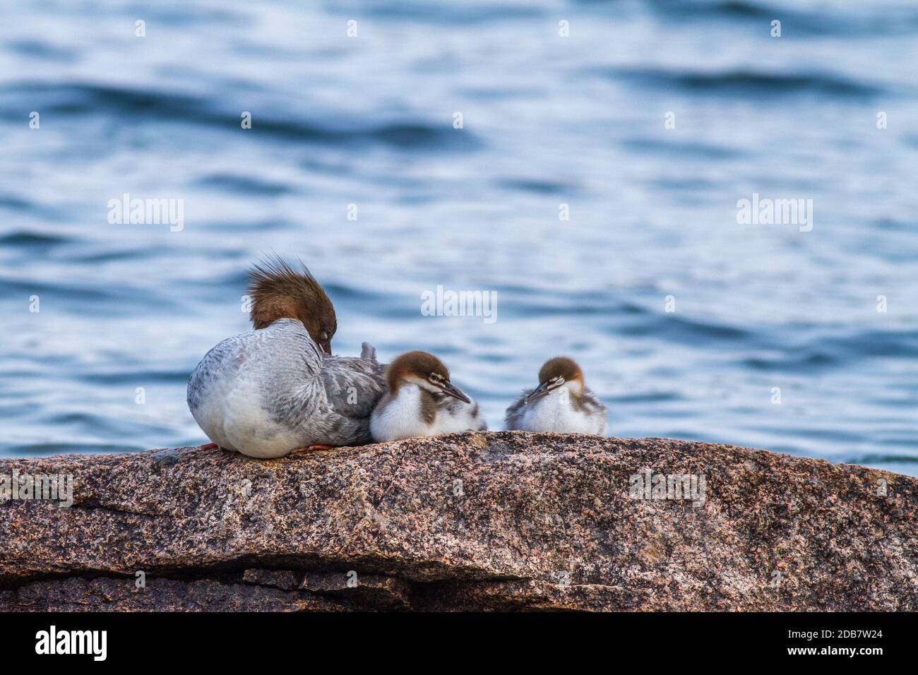 Merganser hen, preening on an outcropping of granite Stock Photo - Alamy