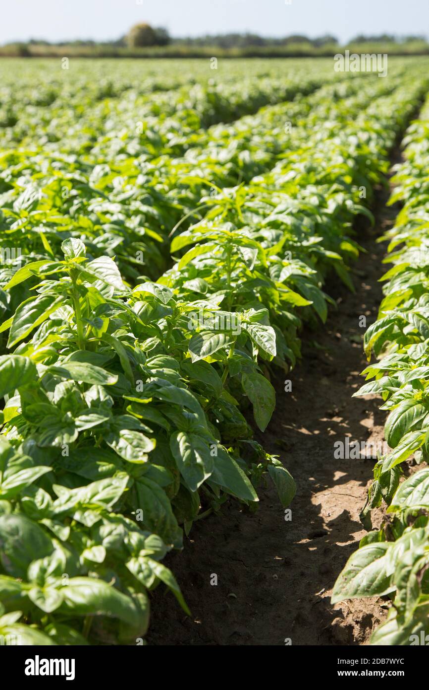 Outdoor plantation of basil seedlings Stock Photo - Alamy
