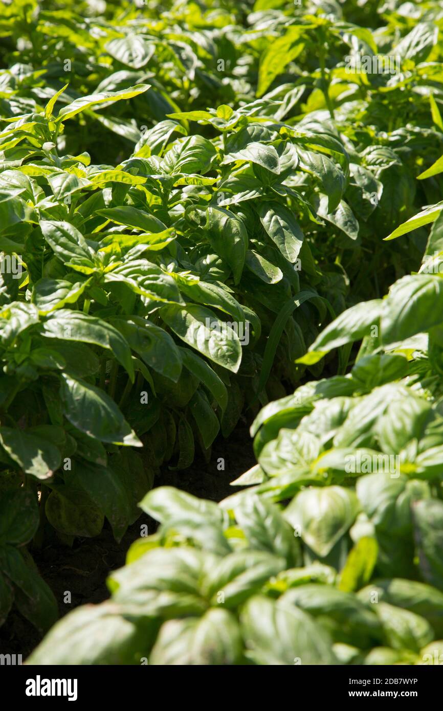 Outdoor plantation of basil seedlings Stock Photo - Alamy