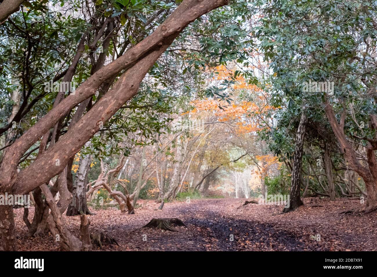 Black park country park slough hi-res stock photography and images - Alamy