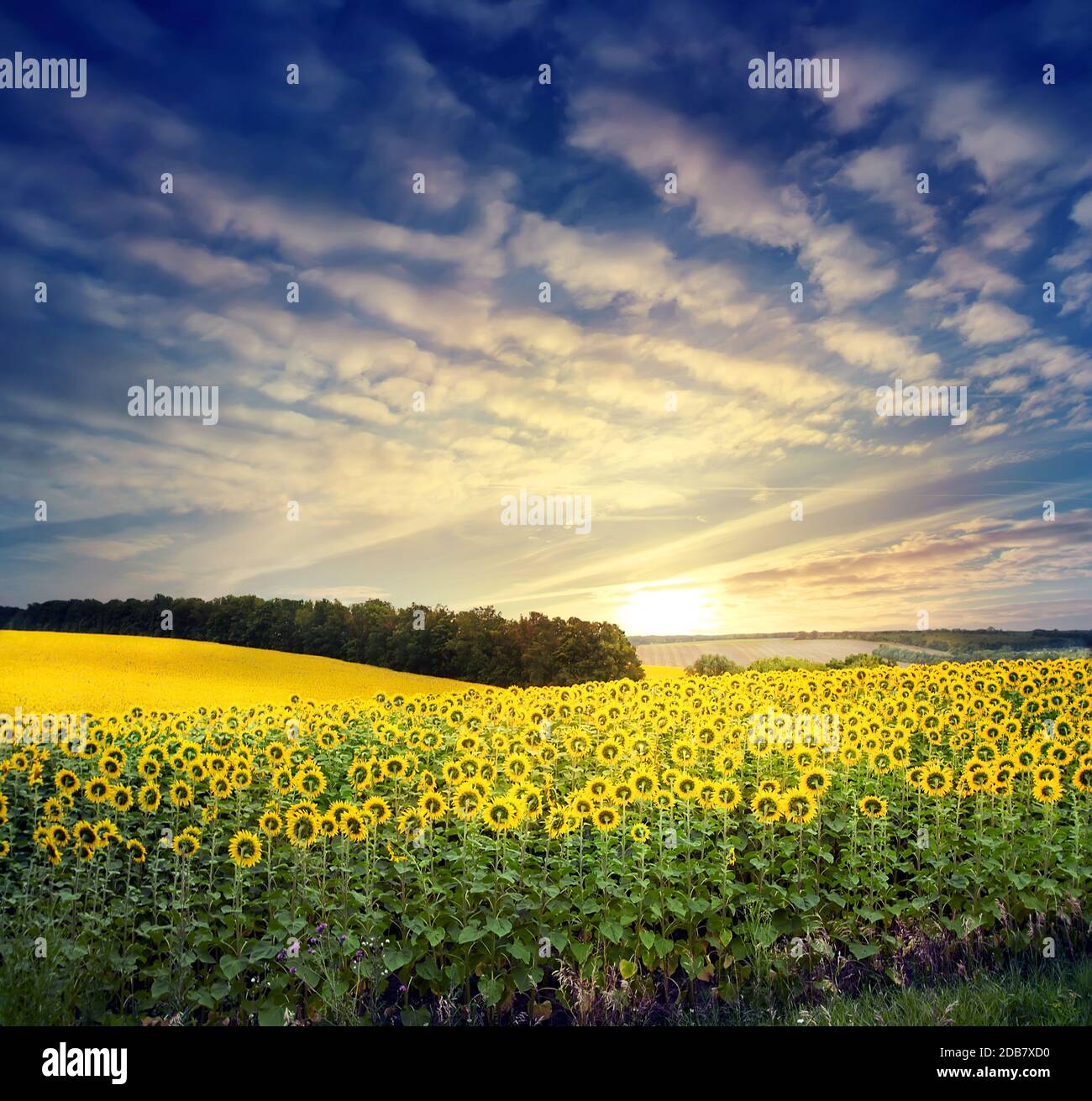 Field with a bright yellow sunflower under cloudy dramatic sunset sky ...