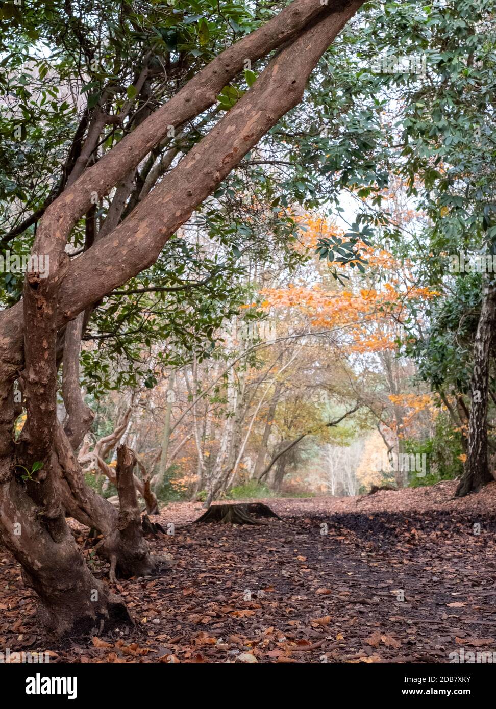 Iver heath hi-res stock photography and images - Alamy