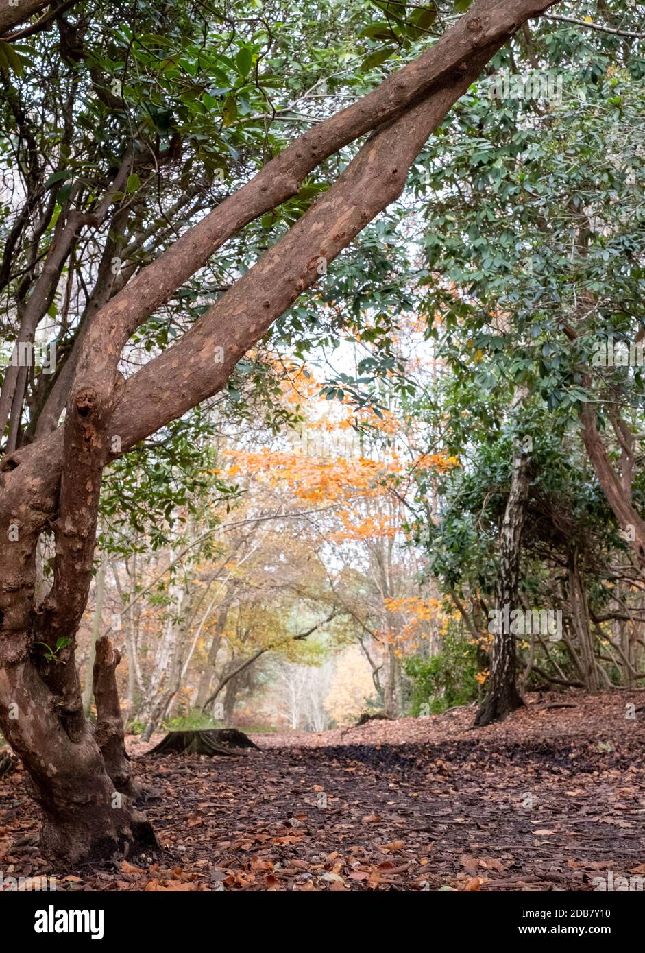 Black Park Country Park, Iver Heath, Slough, London, UK. Photographed ...