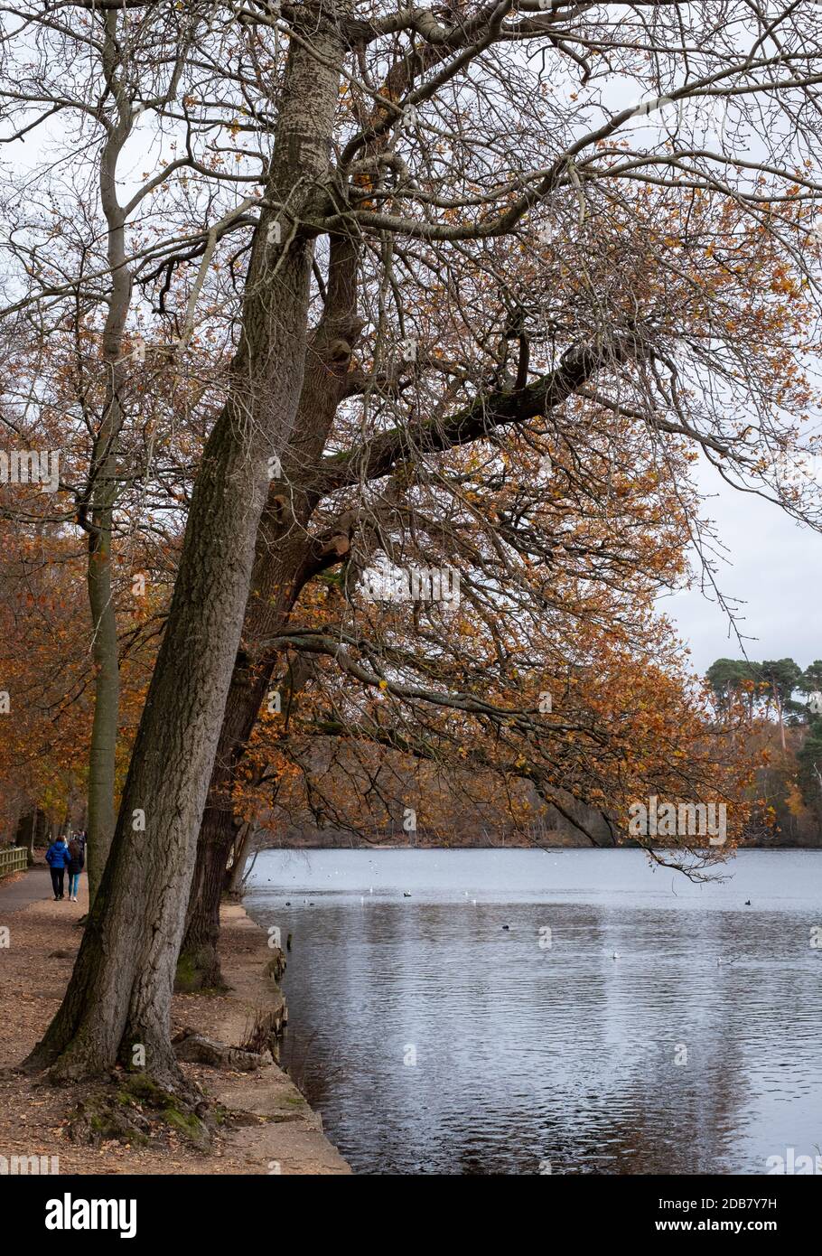 Lake at Black Park Country Park, Iver Heath, Slough, London, UK ...