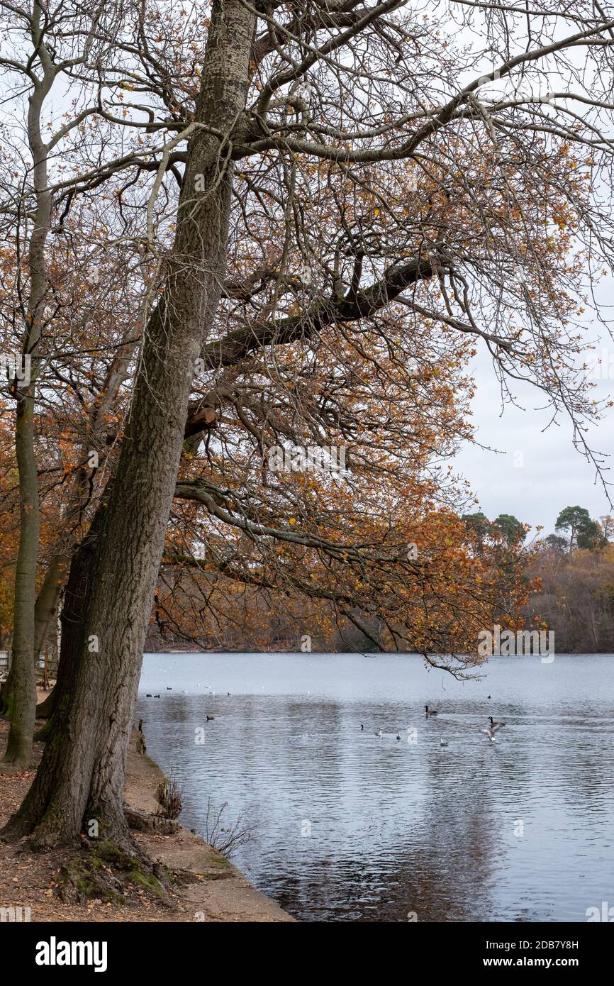 Black park country slough hi-res stock photography and images - Alamy