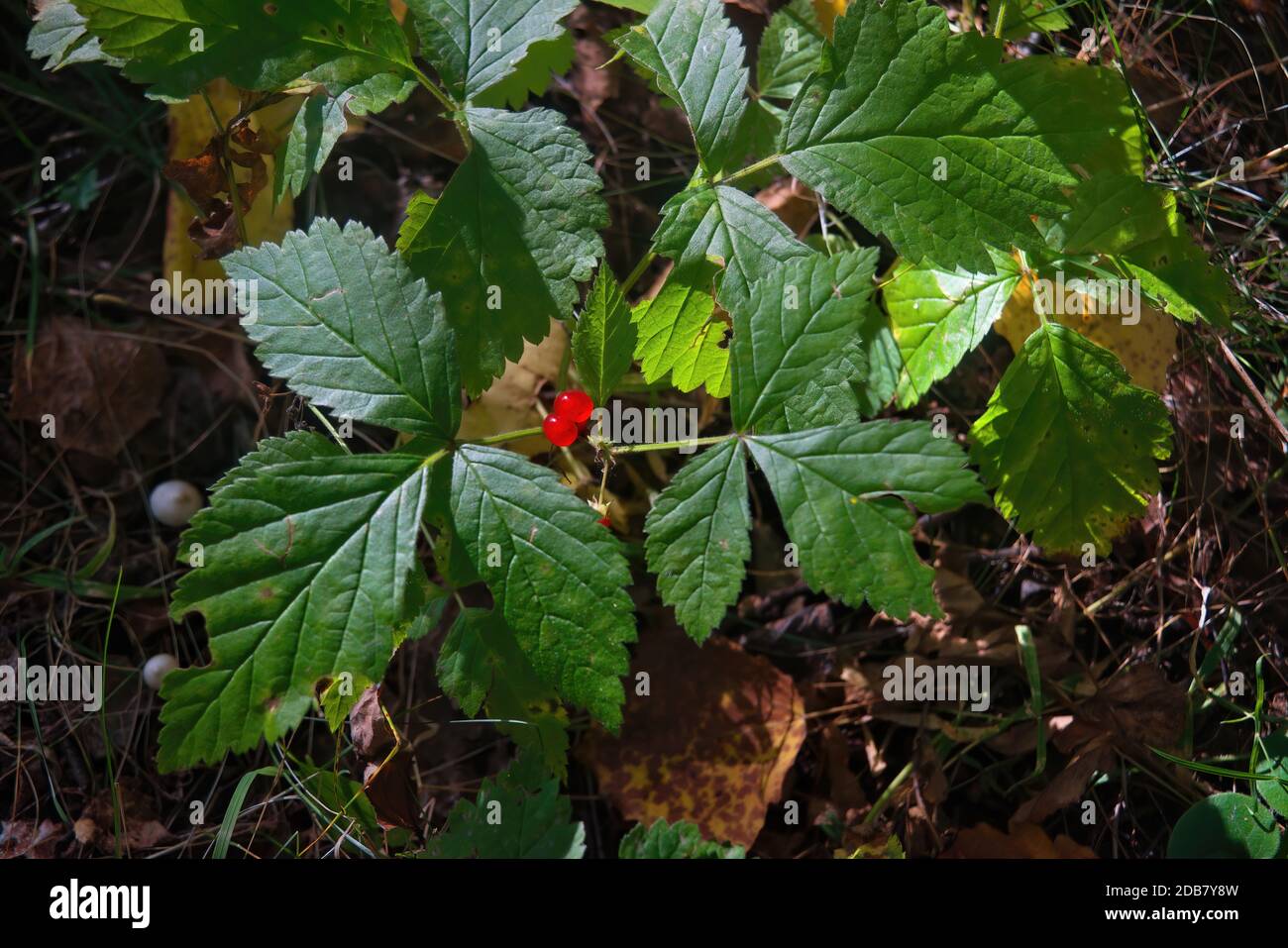 Red berries and green leaves of Stone bramble. Rubus saxatilis Stock ...