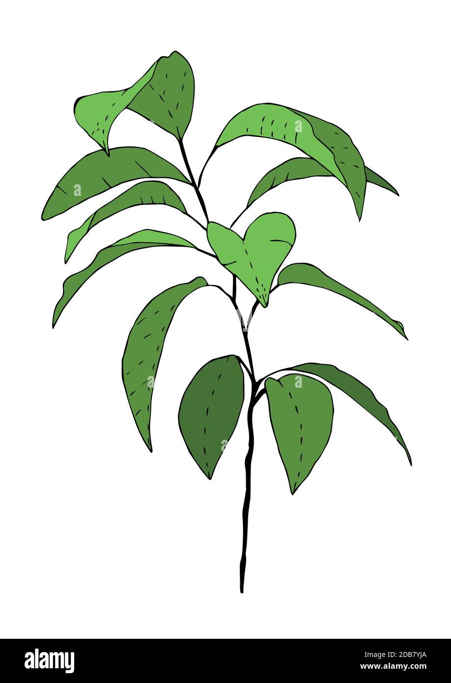 Hand drawn green tangerine tree. Vector illustration Stock Photo - Alamy