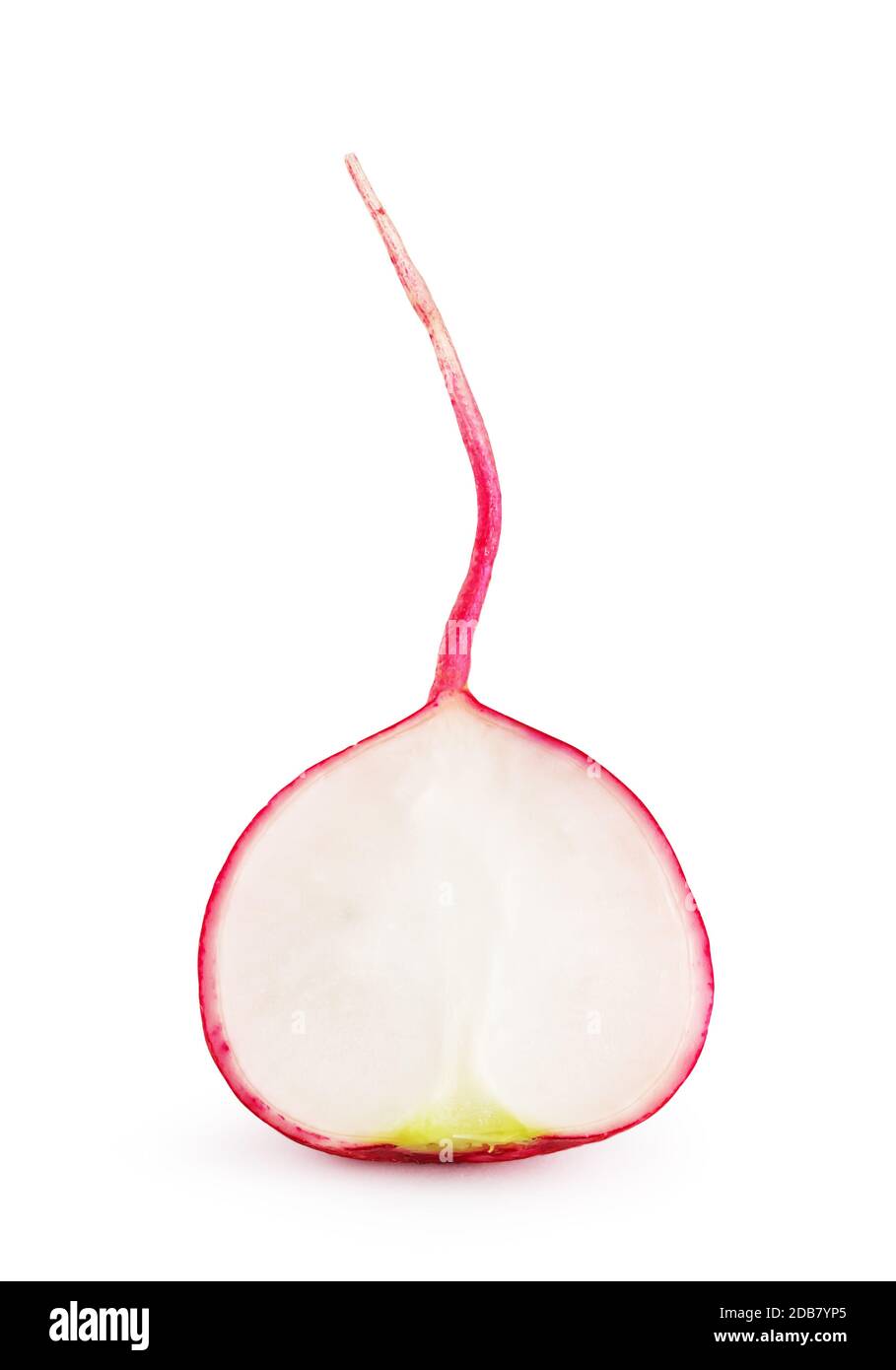 Radish root cross section hi-res stock photography and images - Alamy
