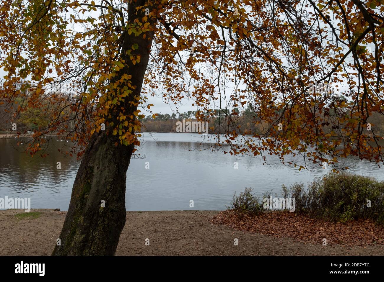 Black park country park slough hi-res stock photography and images - Alamy
