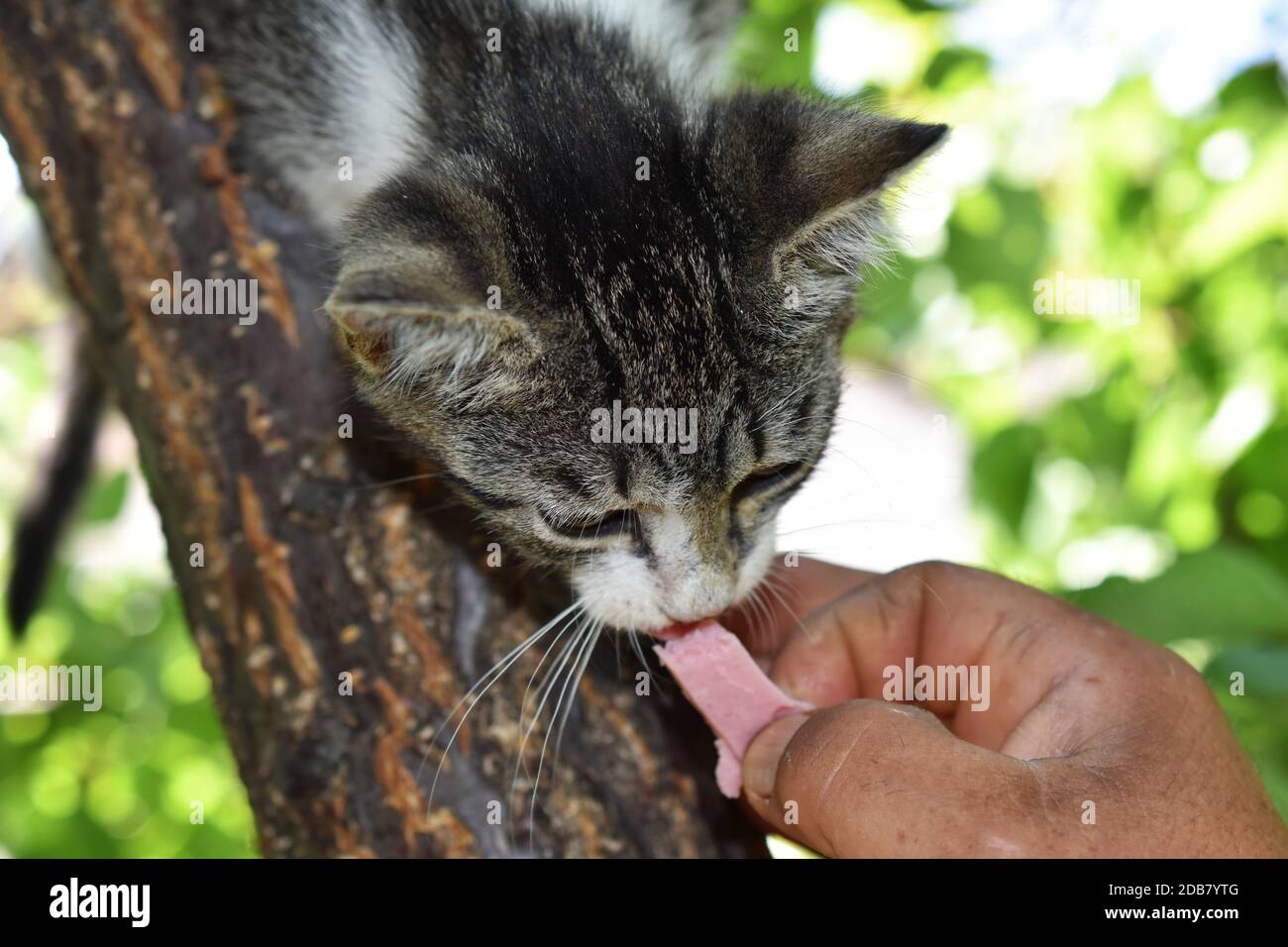 little kitten eating food and top of tree branch Stock Photo - Alamy