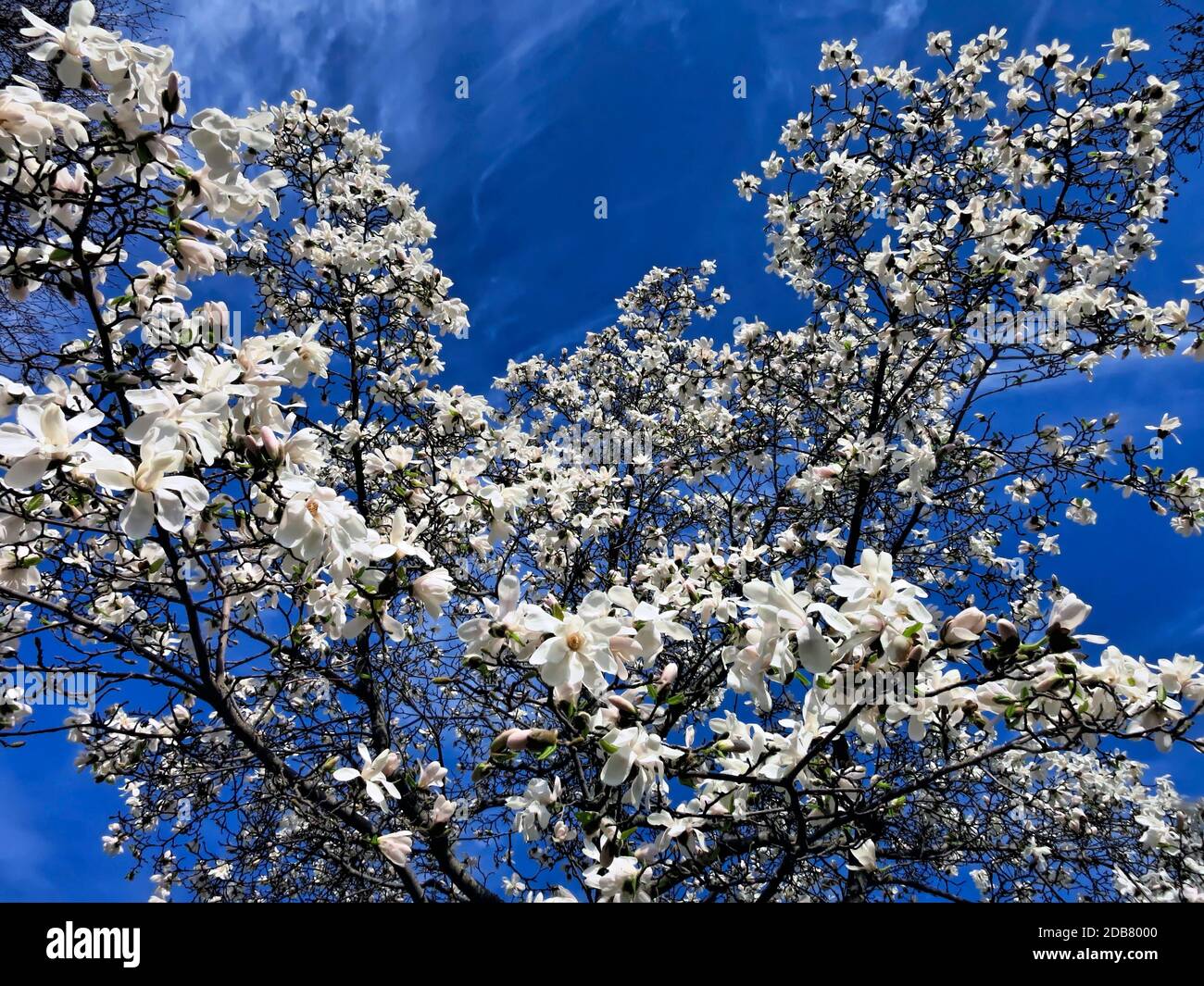 Bluhender obstbaum hi-res stock photography and images - Alamy