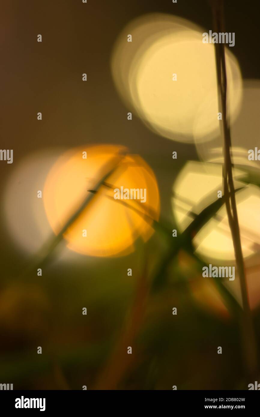 Silhouette of grasses on the background of bright round lights from car ...