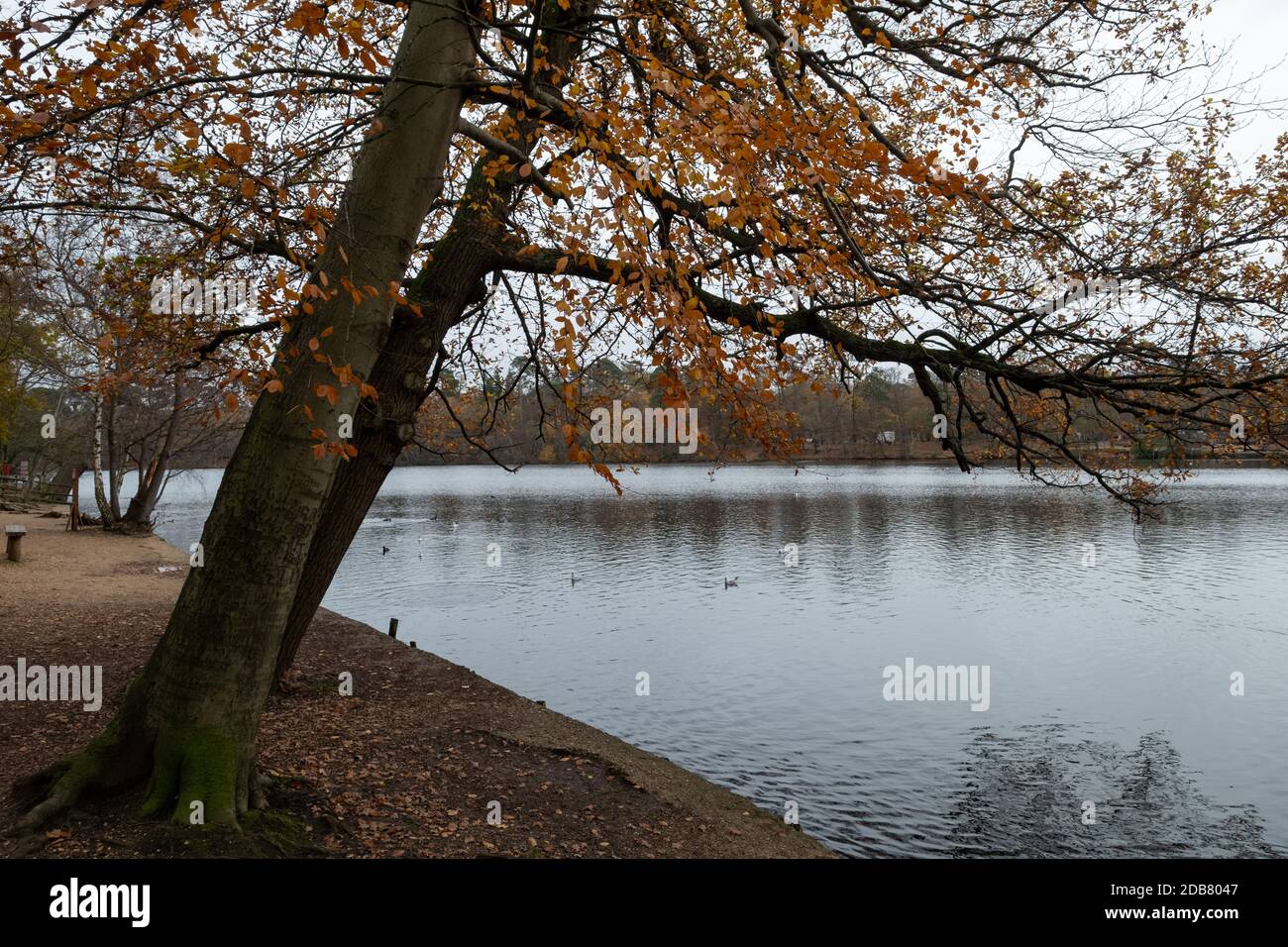 Lake at Black Park Country Park, Iver Heath, Slough, London, UK ...