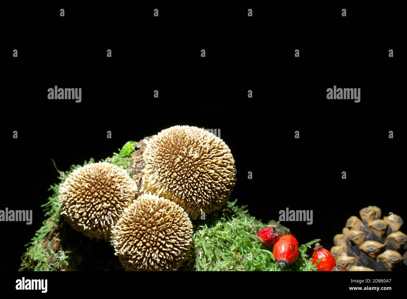 Mushrooms Lycoperdon echinatum common known as spiny puffball on the ...