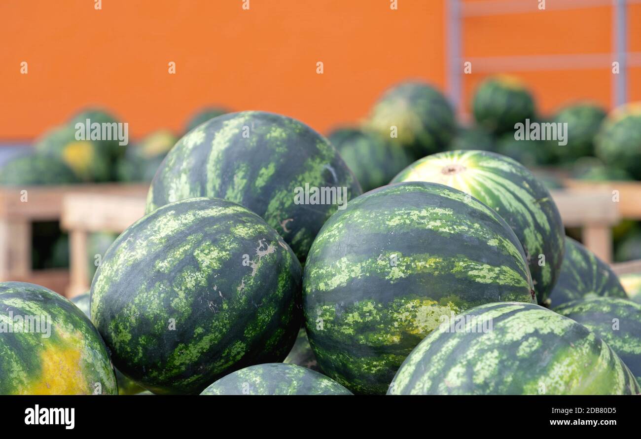 Big Watermelons in Crates at Wholesale Warehouse Stock Photo - Alamy