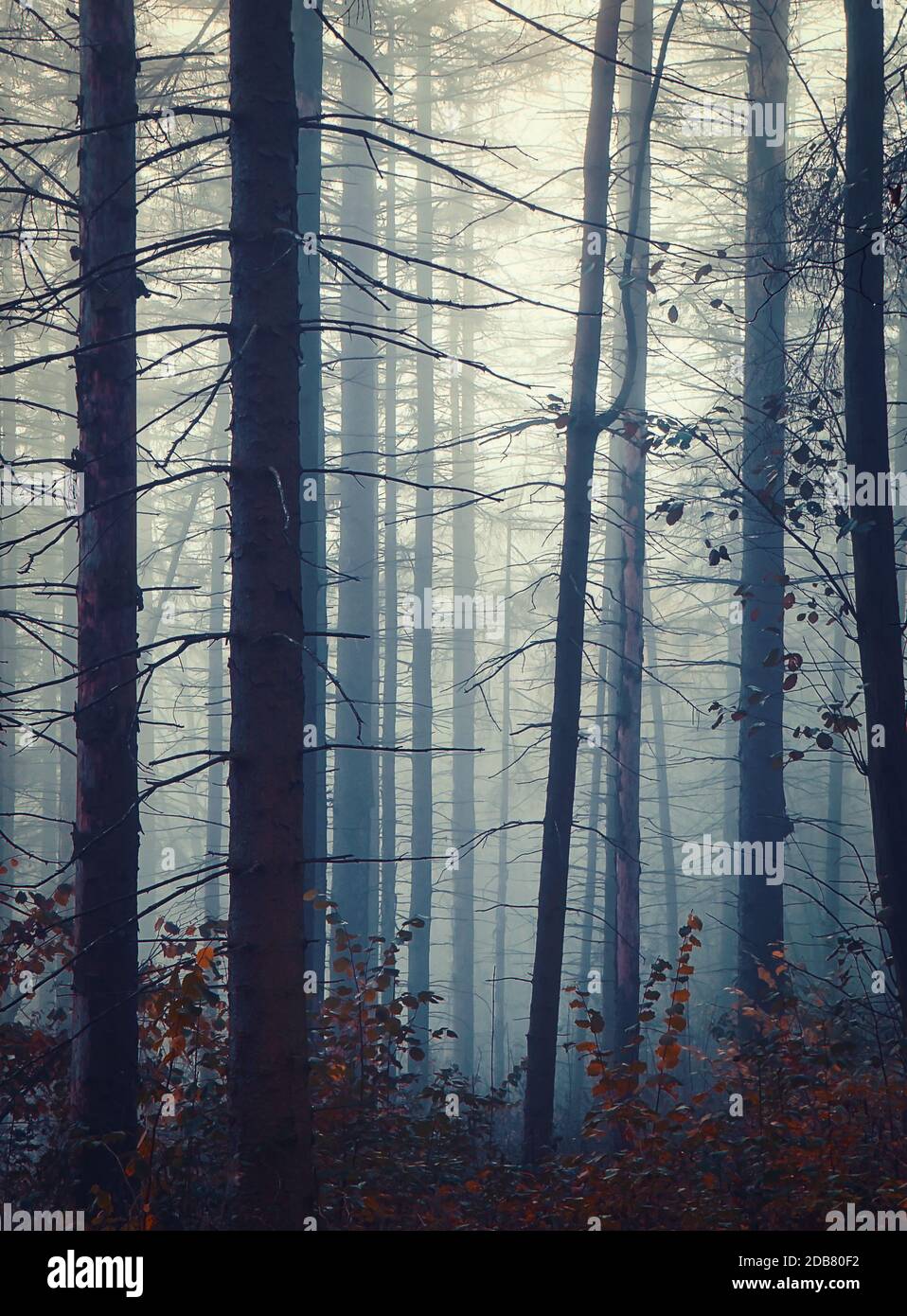 a cold misty autumn forest grounded by dark red foliage Stock Photo - Alamy