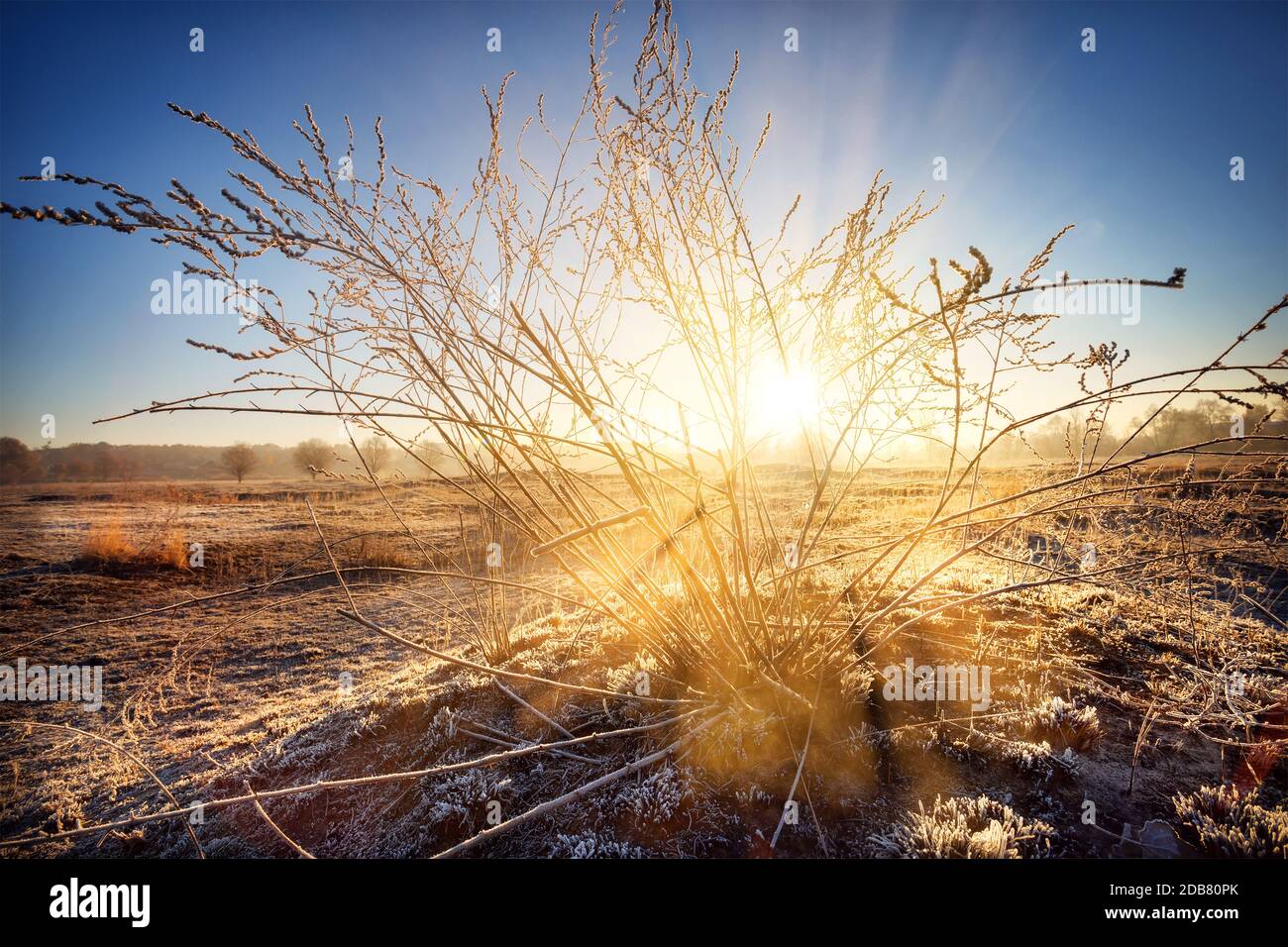 Dawn sun breaks through the bush on the hill Stock Photo - Alamy