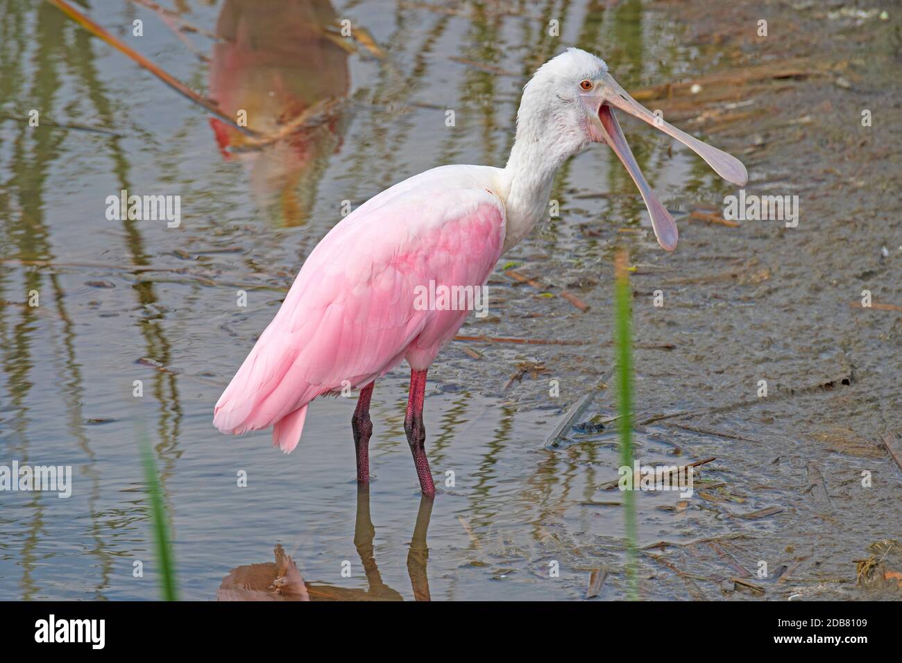 Roseate Spoonbill Showing a Very Open spoonbill in the Port Aranasas ...