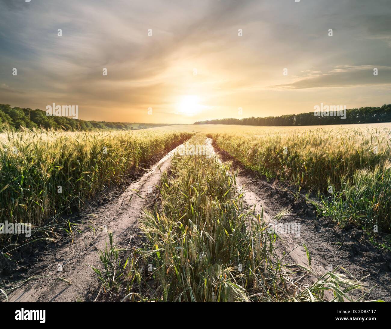 Country road in field with ears of wheat at sunset Stock Photo - Alamy