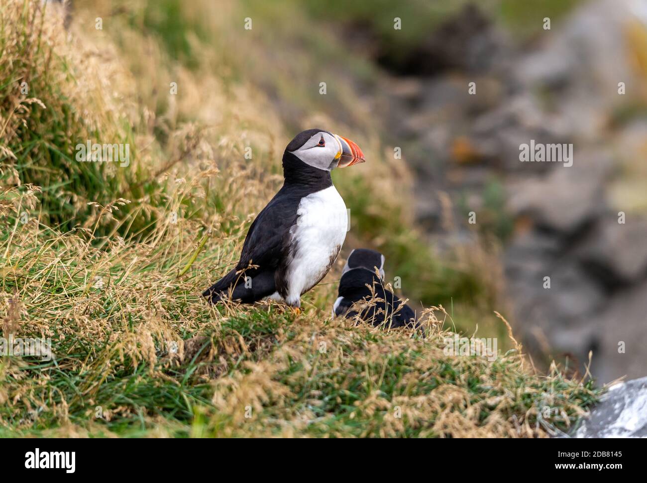 The Atlantic puffin, also known as the common puffin Stock Photo - Alamy
