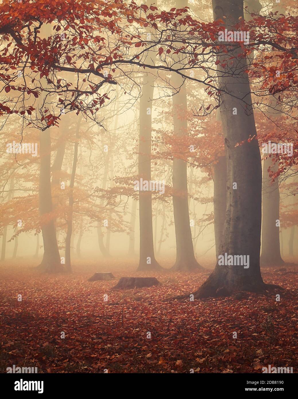 warm and misty trees in a autumn forest Stock Photo - Alamy