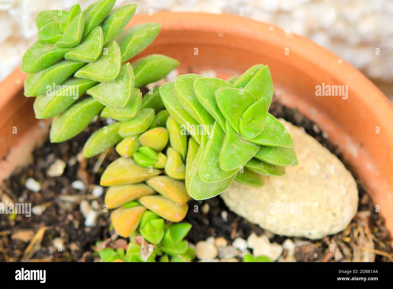 Colorful Crassula Rupestris plant in the garden Stock Photo - Alamy