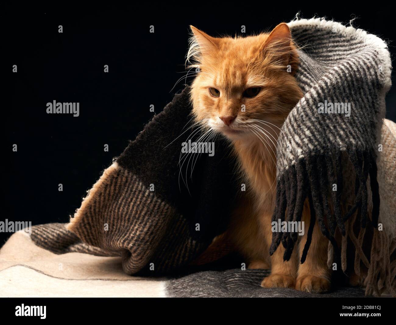 adult red cat with white mustache sits on a woolen blanket, dark ...