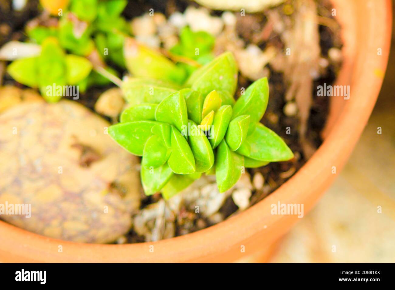 Colorful Crassula Rupestris plant in the garden Stock Photo - Alamy