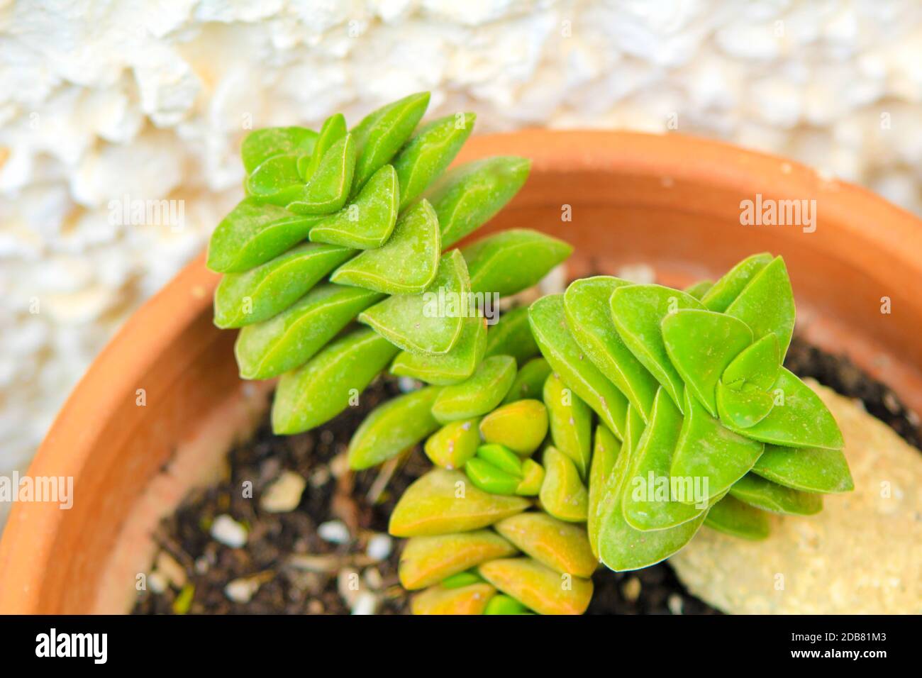 Colorful Crassula Rupestris plant in the garden Stock Photo - Alamy