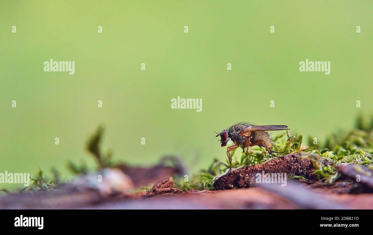 A close up shoot of a fly sitting on a tree with moss and green ...