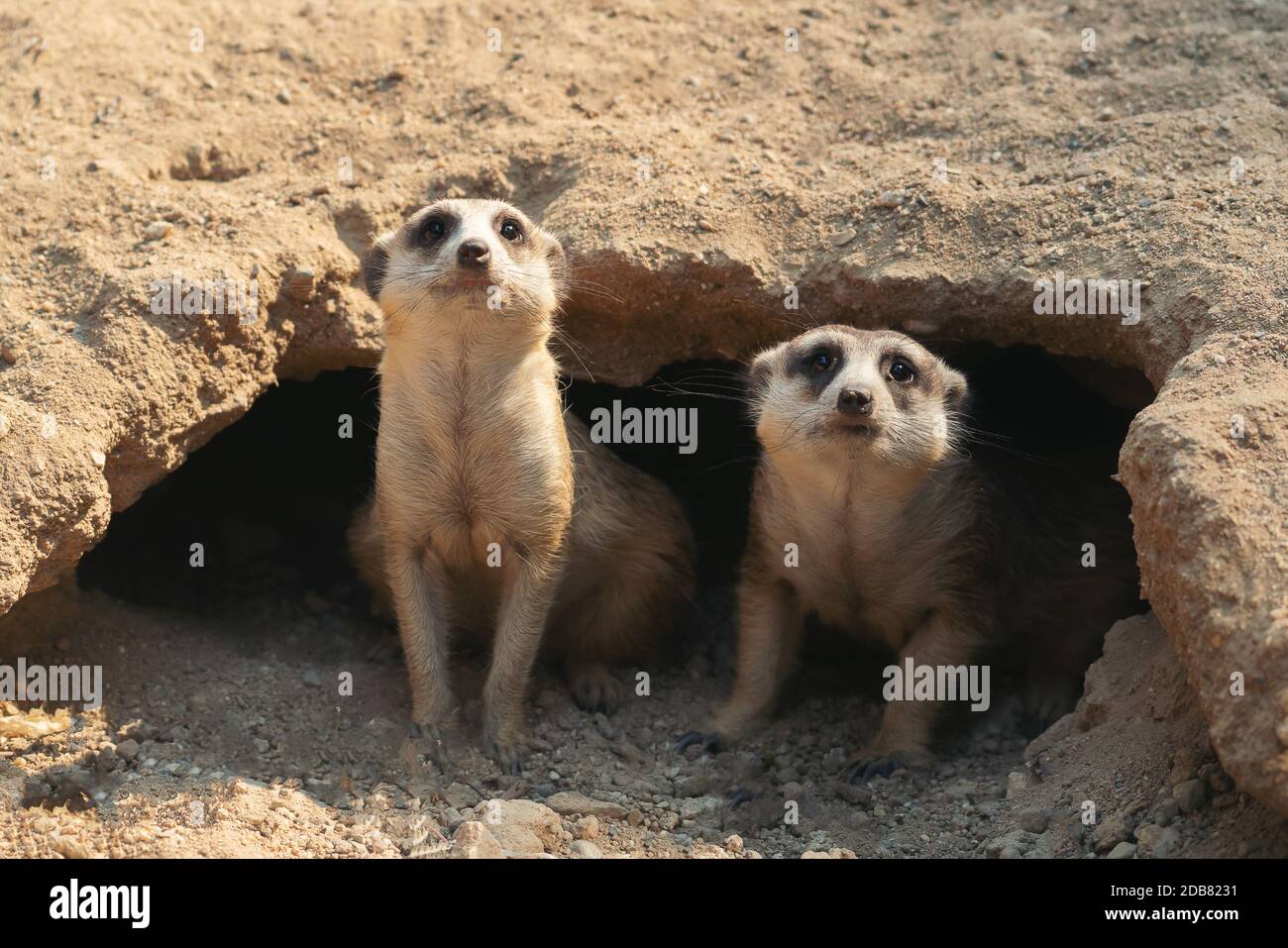 cute meerkat ( Suricata suricatta ) standing at cave entrance Stock ...