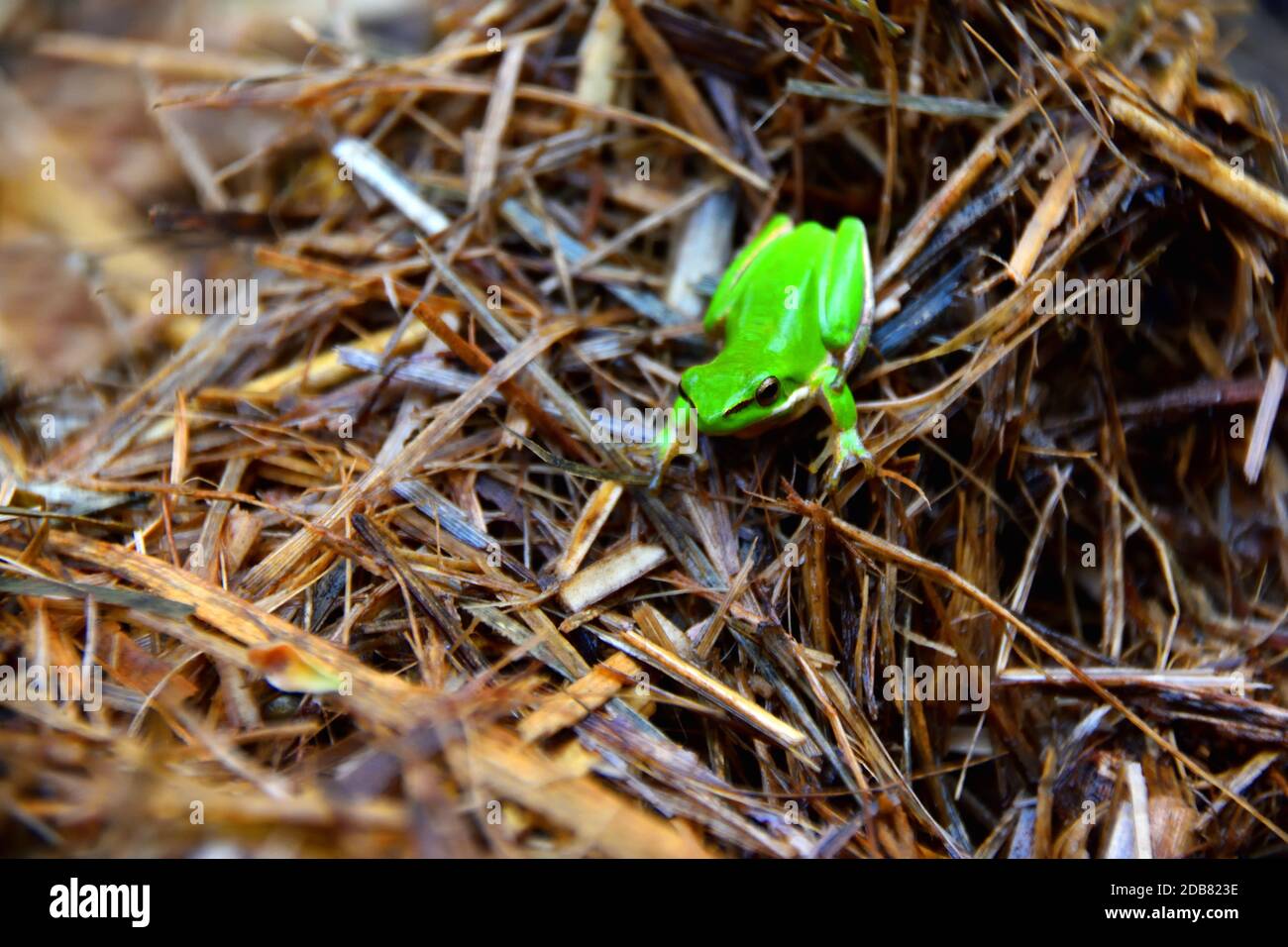 A green Eastern Dwarf Tree Frog sitting on sugarcane mulch Stock Photo ...