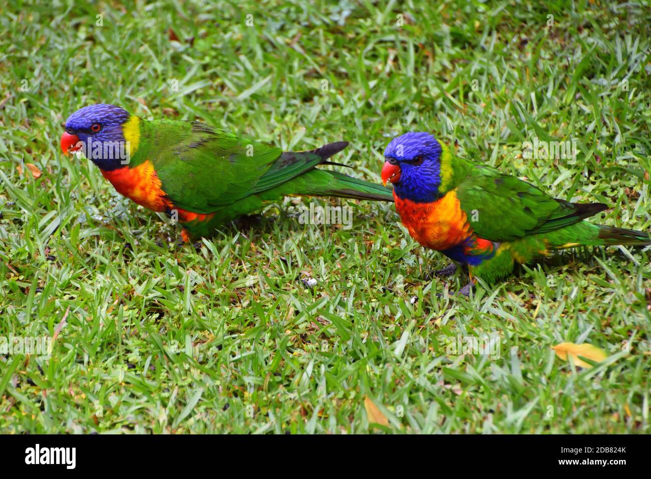 Rainbow lorikeet eating grass hi-res stock photography and images - Alamy