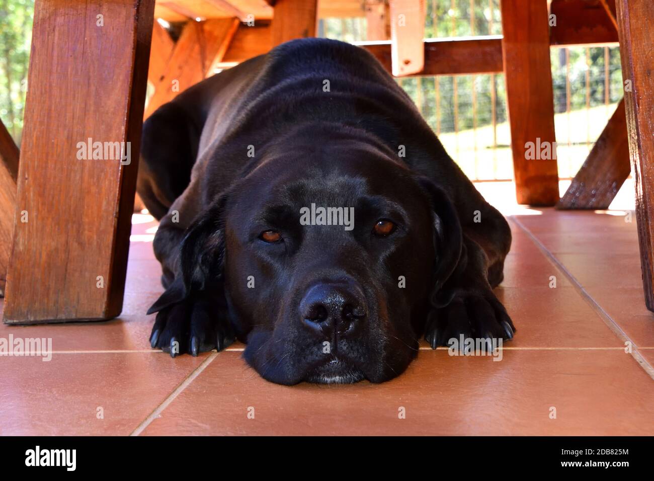 A black Labrador laying on tiles Stock Photo - Alamy